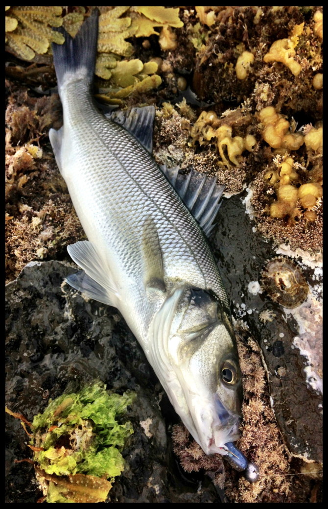 Light Rock Fishing Kimmeridge Bay