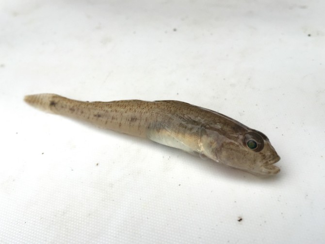 Sand Goby Pictures