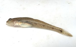 Sand Goby Pictures