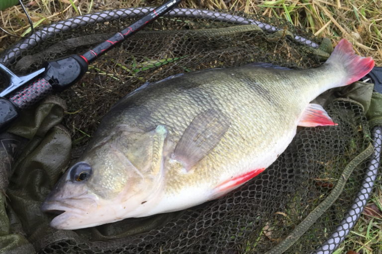 HTO / Hearty Rise Rock n Force Rods