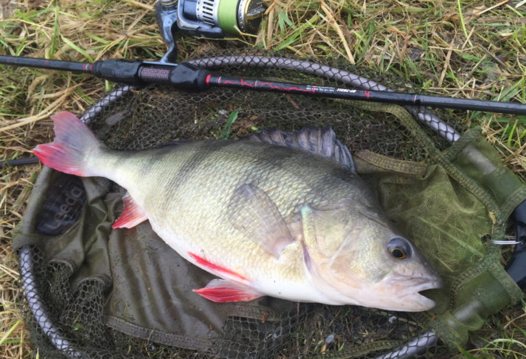 HTO / Hearty Rise Rock n Force Rods