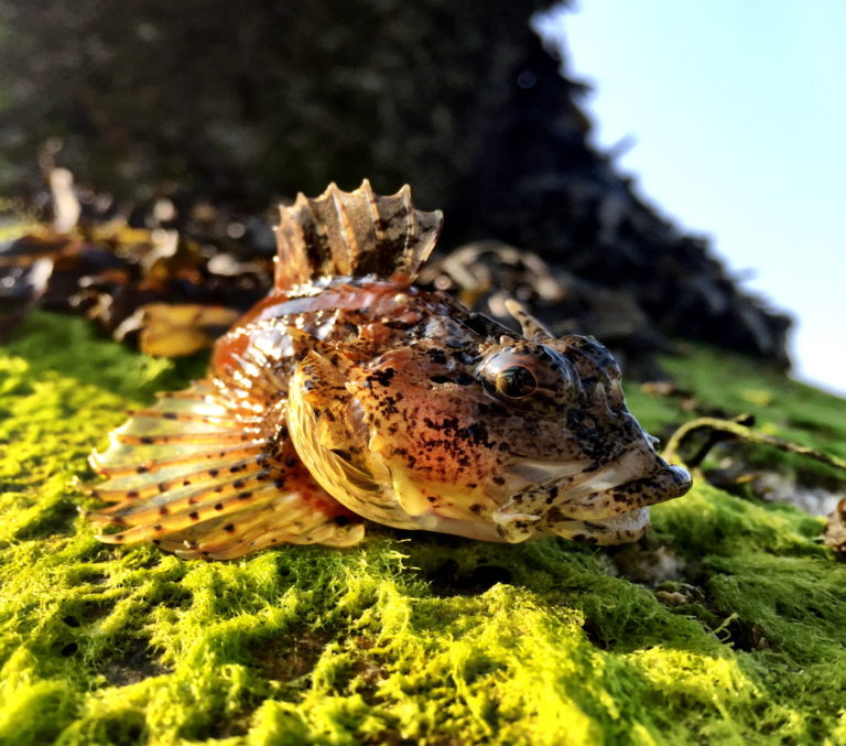 Scorpion Fish Smackdown