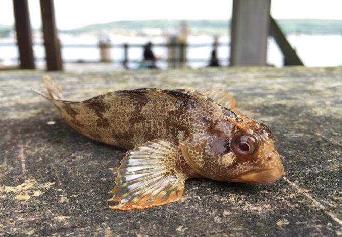 June LRF on Swanage Pier