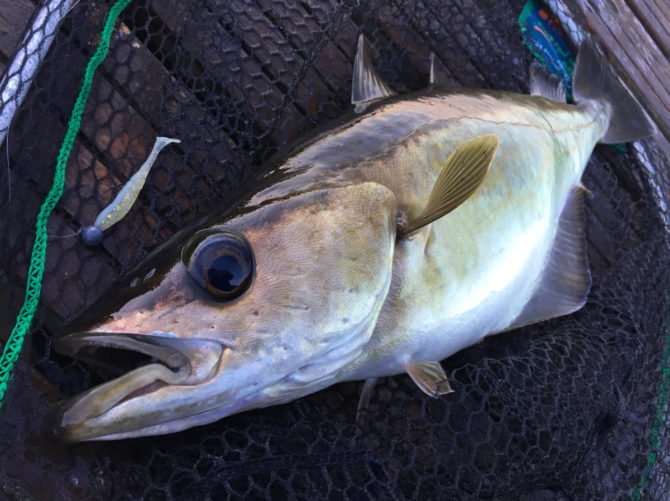 LRF Pollack Fishing in Skarnsundet