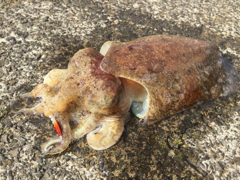 Light Rock Fishing in Cornwall