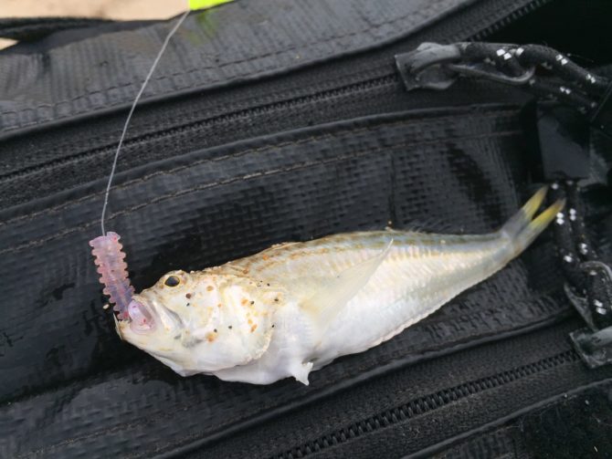 Light Rock Fishing in Cornwall