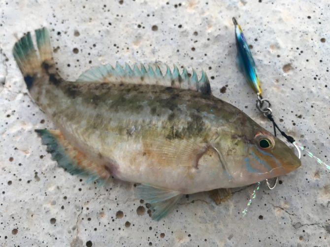 Light Rock Fishing in Lefkas