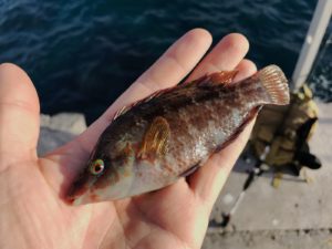 Light Rock Fishing in Madeira