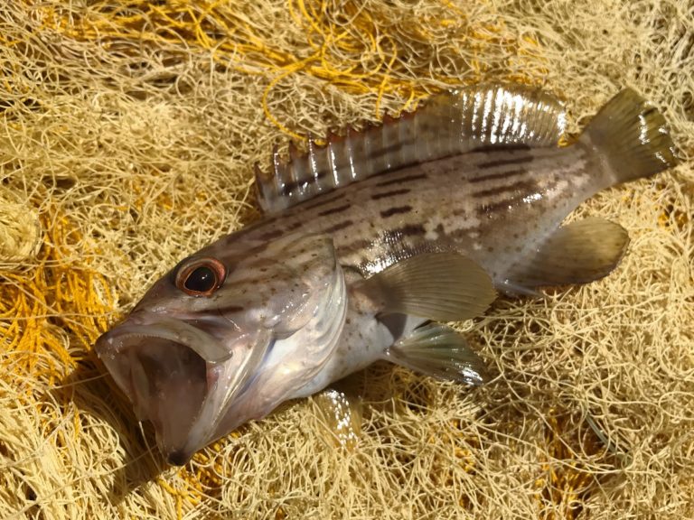 Light Rock Fishing in Zante