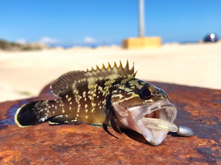 Light Rock Fishing in Zante
