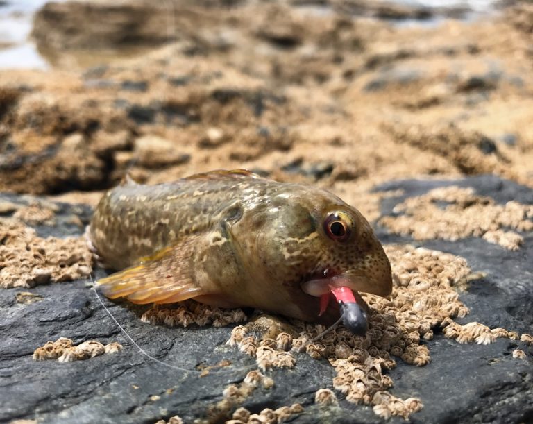 AquaWave Mushi Lures