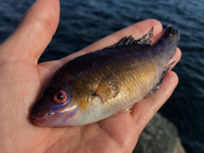 LRF Catches From The Past Week