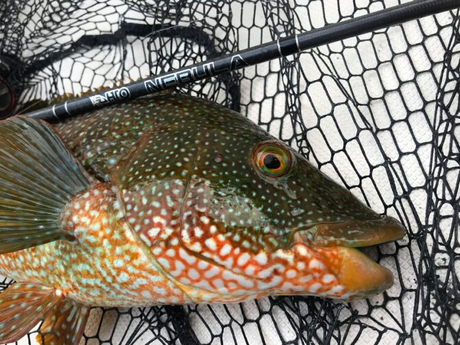 Light Rock Fishing | LRF - Tackle, Tips, Rigs & Fish