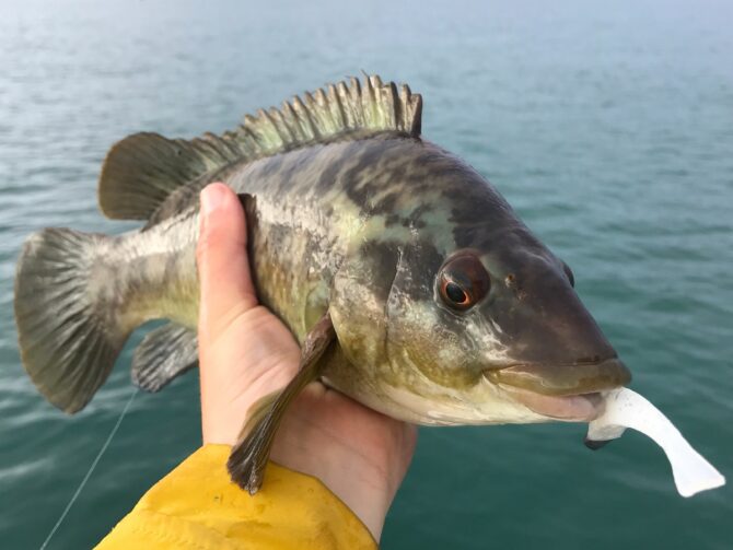 Light Rock Fishing | LRF - Tackle, Tips, Rigs & Fish