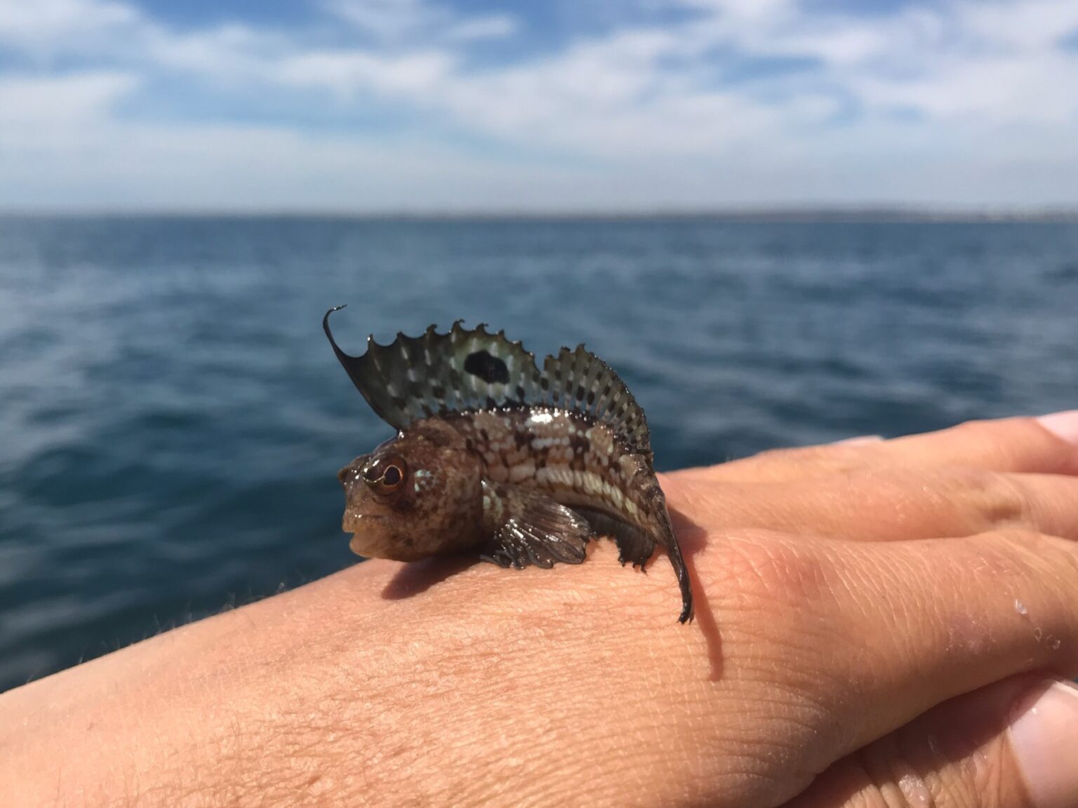 Light Rock Fishing | LRF - Tackle, Tips, Rigs & Fish