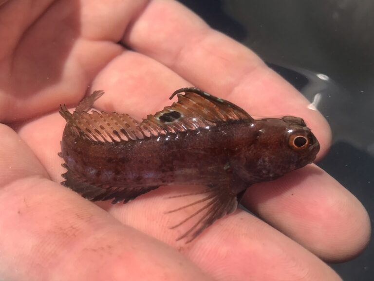 Light Rock Fishing | LRF - Tackle, Tips, Rigs & Fish