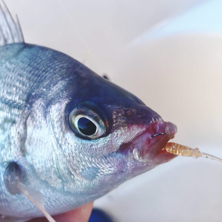 Light Rock Fishing | LRF - Tackle, Tips, Rigs & Fish