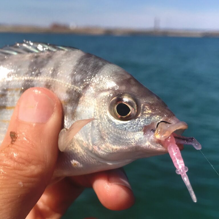 Light Rock Fishing | LRF - Tackle, Tips, Rigs & Fish