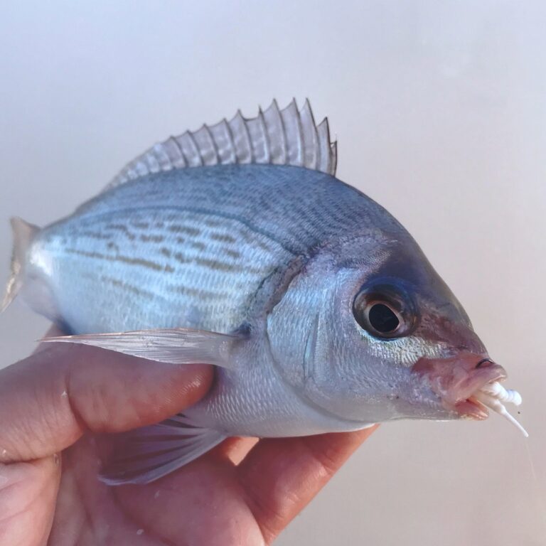 Light Rock Fishing | LRF - Tackle, Tips, Rigs & Fish