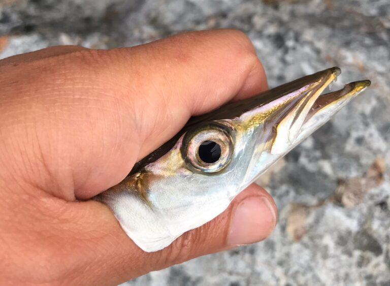 Light Rock Fishing | LRF – Join the Light Rock Fishing Revolution ...