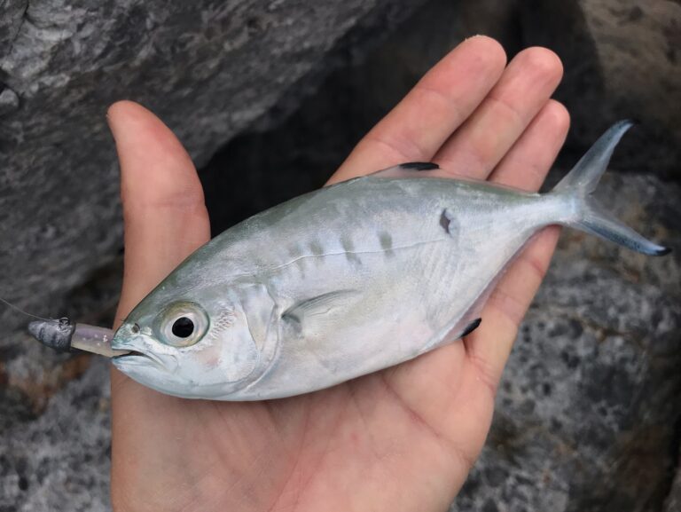 Light Rock Fishing | LRF – Join the Light Rock Fishing Revolution ...