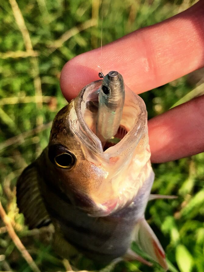 LRF Rigs - Light Rock Fishing Rigs