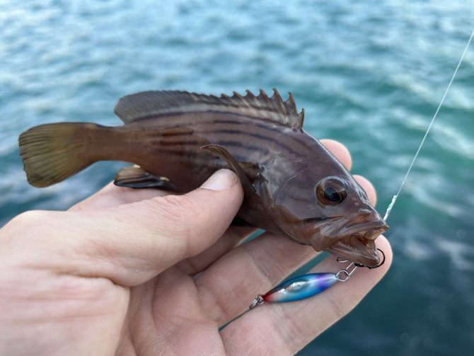 Light Rock Fishing | LRF - Join the Light Rock Fishing Revolution ...