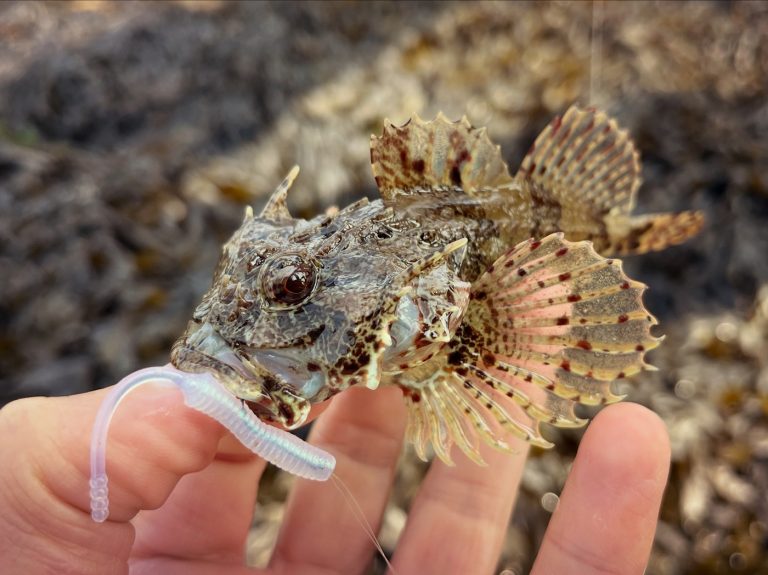 Light Rock Fishing | LRF - Join the Light Rock Fishing Revolution ...