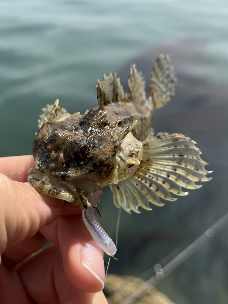 Light Rock Fishing | LRF - Join the Light Rock Fishing Revolution ...