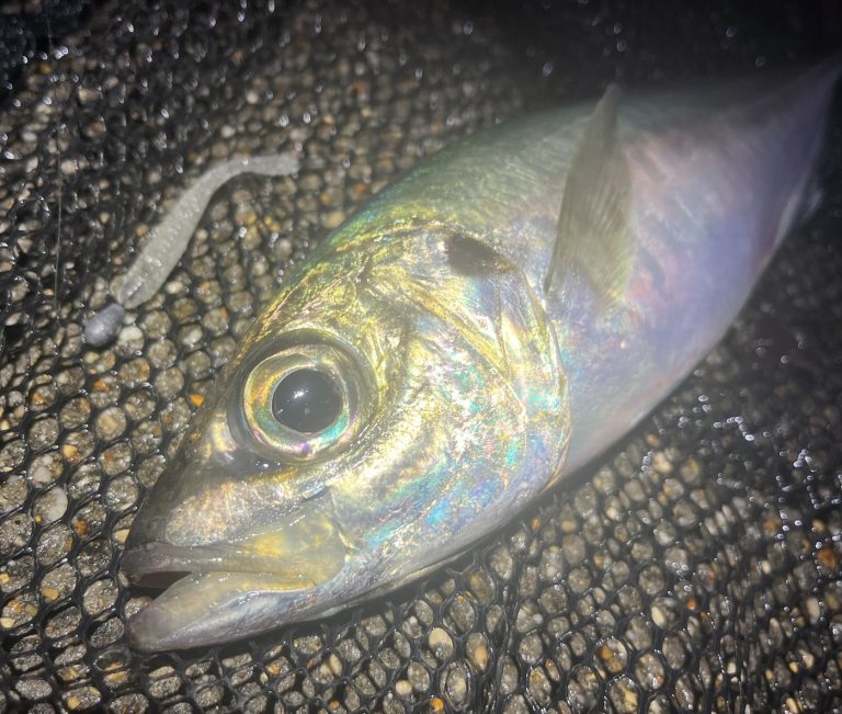 Light Rock Fishing | LRF - Join the Light Rock Fishing Revolution ...